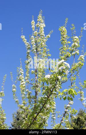 Pyrus summercrisp pear blossom Stock Photo - Alamy