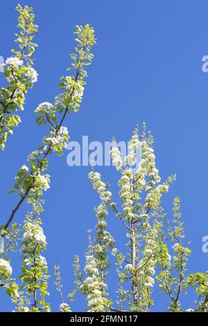 Pyrus summercrisp pear blossom Stock Photo - Alamy