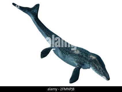 3D rendering of a large marine extinct reptile Mosasaur isolated on ...