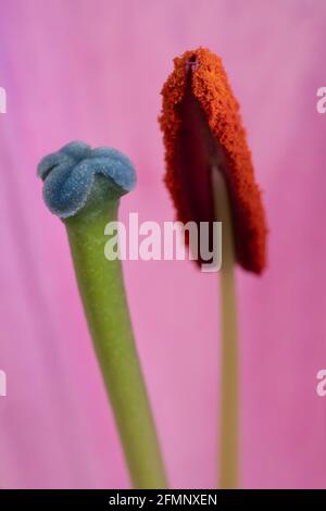 Style and stigma of a pink lily showing sticky glistening moist surface ...
