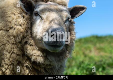 Hornless ram head closeup, animal looking trough a metal wired fence ...