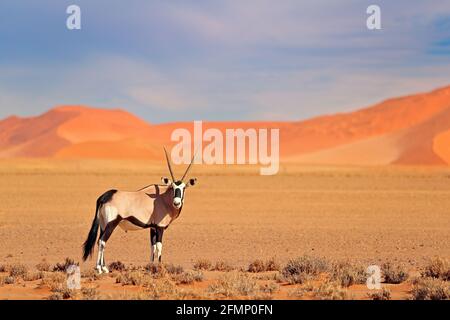 gemsbok or gemsbuck (Oryx gazella) is a large antelope in the Oryx ...
