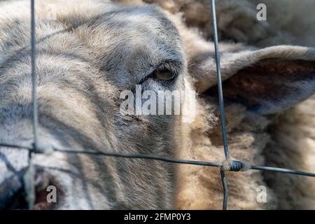 Hornless ram head closeup, animal looking trough a metal wired fence ...