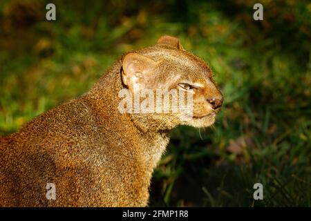 Jaguarundi rare wild cat wildlife image taken in Panama Stock Photo - Alamy