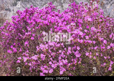 Purple flowers against blurred mountains background . Natural ...