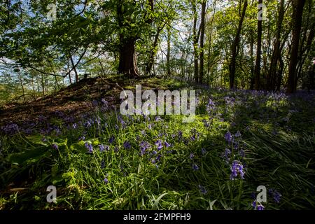 Stoke Green England. May 11th. Spring Blooming- Bluebells in full bloom ...