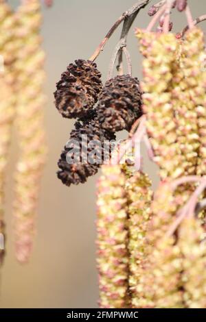 branch of alder, catkins and cones and cones. Branch of Alnus glutinosa ...