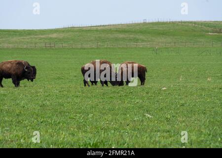 Wild bison play fighting on the prairie. Nachusa Grasslands The Nature ...