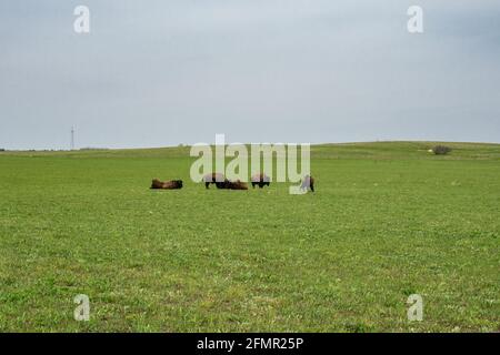 Wild bison play fighting on the prairie. Nachusa Grasslands The Nature ...
