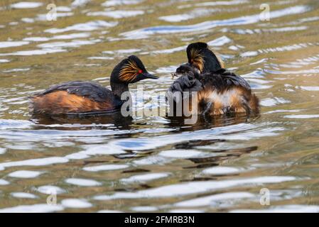 Black-necked Grebes feeding young Stock Photo - Alamy