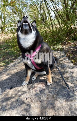 Medium closeup of shiba inu dog receiving professional treatment from ...