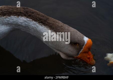 Gray goose eating bread in water Stock Photo - Alamy