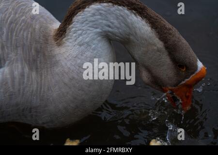 Gray goose eating bread in water Stock Photo - Alamy