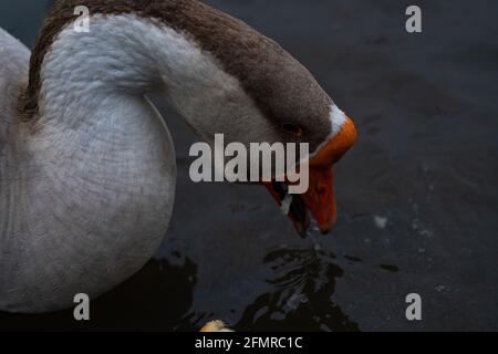 Gray goose eating bread in water Stock Photo - Alamy