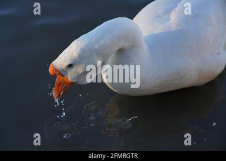 White goose eating bread in water Stock Photo - Alamy