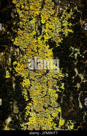A vertical closeup shot of lichen on the tree bark Stock Photo - Alamy