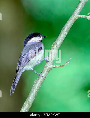 Black-capped Chickadee perched in a flowering crabapple tree Stock ...