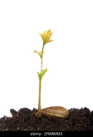 Oak tree sapling with roots and leaves coming from the acorn, on a ...