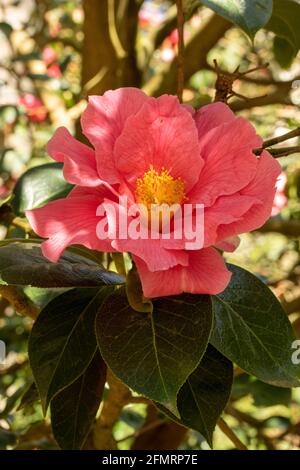 Single Camellia ‘Milo Rowell’ flowering spring sunshine Stock Photo - Alamy