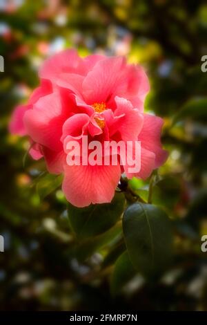 Single Camellia 'Milo Rowell', bloom and foliage Stock Photo - Alamy