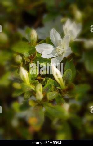 Evergreen rhododendron shrub Snow Lady, from Cilatum x Leucaspis, in a ...