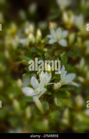 Compact Rhododendron – Snow Lady flowers and foliage Stock Photo - Alamy