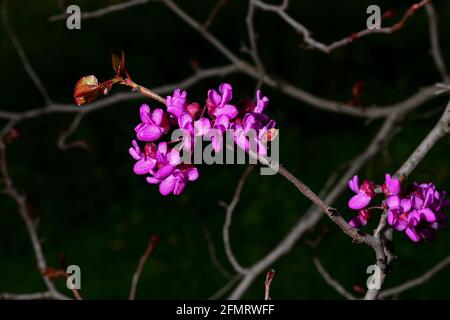 Beautiful Spring . Blooming cercis. First flowering trees Stock Photo ...