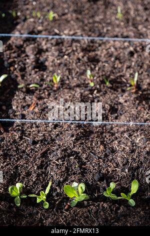 vegetable planted and growing with shoots emerging from the soil. Small ...
