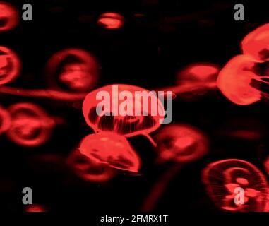 Closeup shot of a Jellyfish medusa. The aurelia acaleph Stock Photo - Alamy