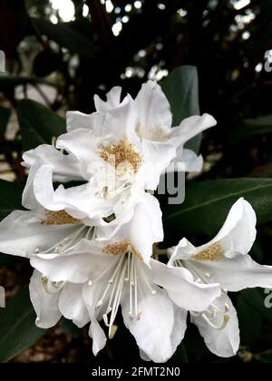 White wild Lilly flower blossoming, Uganda, Africa Stock Photo - Alamy