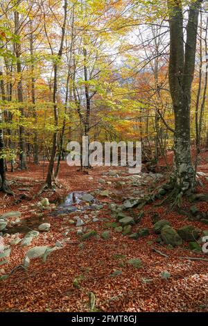 `Early fall with trees turning colors with a blue sky outdoors Stock ...