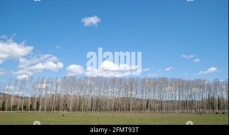 poplar trees in Spain Stock Photo - Alamy