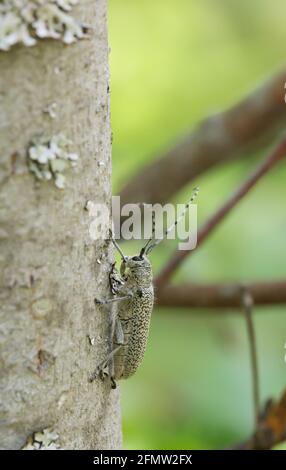 Nature, Insect, Beetle, Longhorn Beetle, Saperda carcharias ...