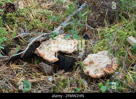 Strawberries and cream, Bleeding Hydnellum, Bleeding tooth fungus, Red ...