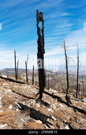 The June 2003 Aspen Fire in the Santa Catalina Mountains north of ...