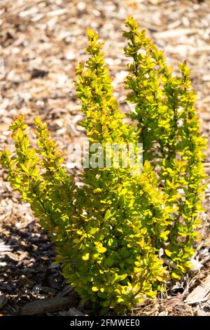 Berberis thunbergii - Japanese barberry shrub with yellow green foliage ...
