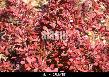 Japanese barberry (Berberis thunbergii 'Orange Rocket', Berberis ...