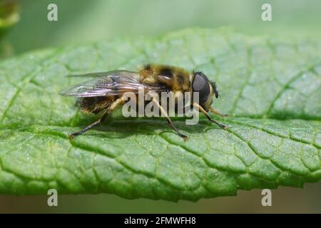 Male Batman hoverfly Myathropa florea. of family Syrphidae on a leaf of ...