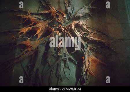 High angle shot of tree roots in a forest Stock Photo - Alamy
