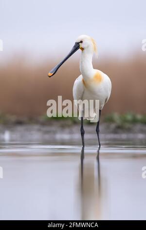 A vertical shot of a wet surface with blurred lights in the background ...