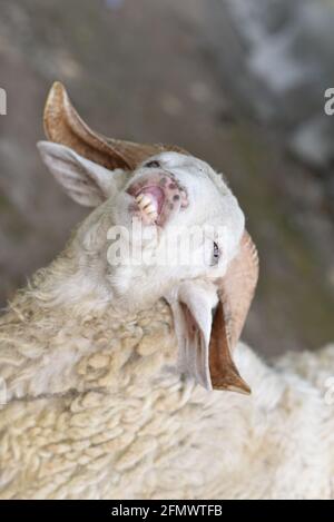 Sheep showing teeth Stock Photo - Alamy