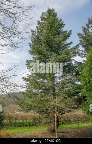 grand fir (Abies grandis Stock Photo - Alamy