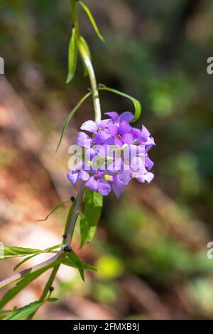 Cardamine bulbifera or Coralroot Wild Flower Stock Photo - Alamy
