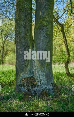 Krobielowice Krieblowitz palace marshal von Blucher residence Lower ...