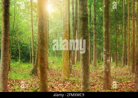 Yang, Gurjan or Garjan trees in a forestry Plantation at sunrise ...