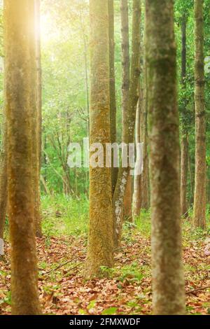 Yang, Gurjan or Garjan trees in a forestry Plantation at sunrise ...