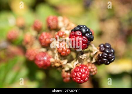 Bramble in hedge, Wales, UK Stock Photo - Alamy