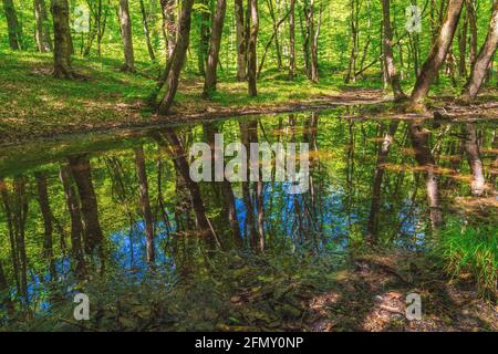 A tranquil scene of a marshy forest, with a small swamp flowing through ...