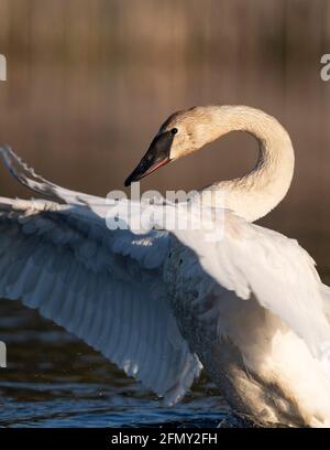 A trumpeter Swan in the spring in Minnesota Stock Photo - Alamy