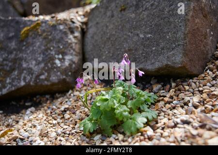 Primula matthioli subspecies. matthioli, growing in a sunny spot on an ...